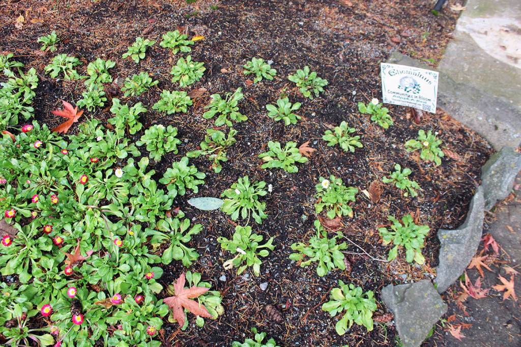 It bears repeating to decorate for the holidays | Chemainus Valley Courier